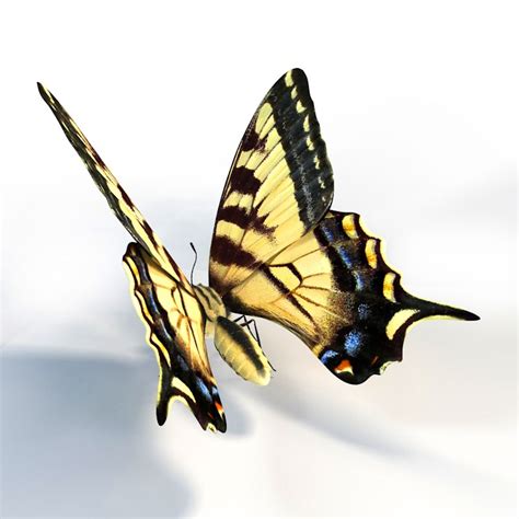 파필리오 마카온 린네 3d 모델 89 Max Free3d