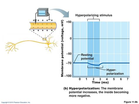 Ppt Neuron Function Powerpoint Presentation Free Download Id1720194