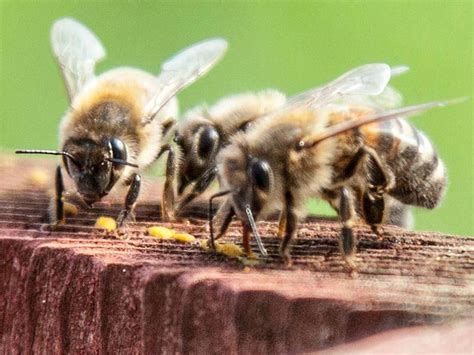 Beekeeping Bees Honeybees