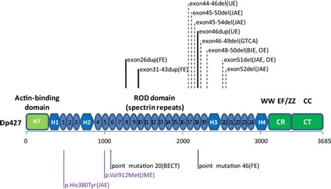 Schematic Diagram Of The Dmd Domain And Distributed Variants Dp427