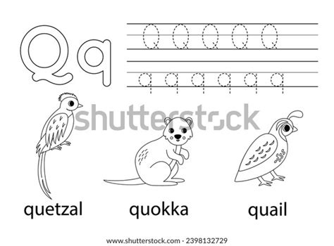 Trace Uppercase Lowercase Letter Q Black Stock Vector Royalty Free