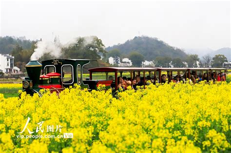 江西婺源：油菜花开迎客来 图片频道 人民网