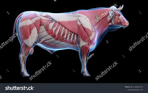 3d Rendered Illustration Bovine Anatomy Stock Illustration 2100201112