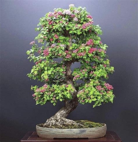 Make Your Own Bonsai Tree Themed Desk Fountain With This Guide Artofit