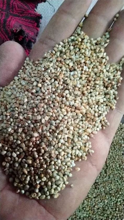 Machine Clean Green Millet From India At Rs 25 80 Kg In Jalalpore ID