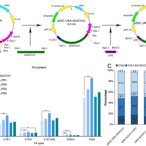 Fa Content And Composition Of Transgenic Yeast Strains A Schematic