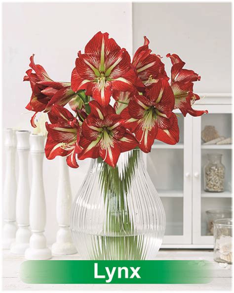 Lynx® Park Amaryllis