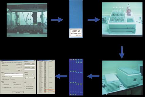 experimental workflow for performing mutation analysis using