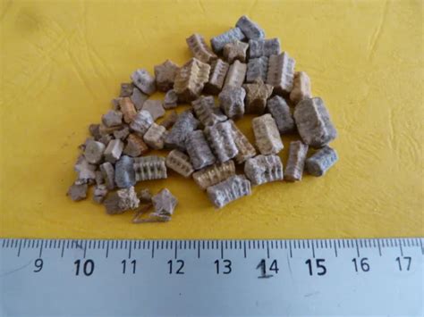 Lot De 30 Microfossiles Fossiles Du Bathonien Isocrinus Nicoleti Eur 20