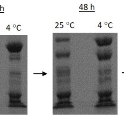 PDF Applicability Of Instability Index For In Vitro Protein Stability