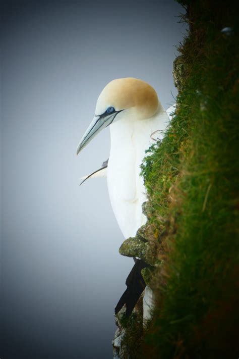 Nature Reserve Spotlight Bempton Cliffs Exploration Journal