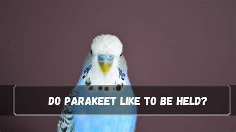 Do Parakeets Like To Be Held 5 Dangers 4 Safety Tips Birds News