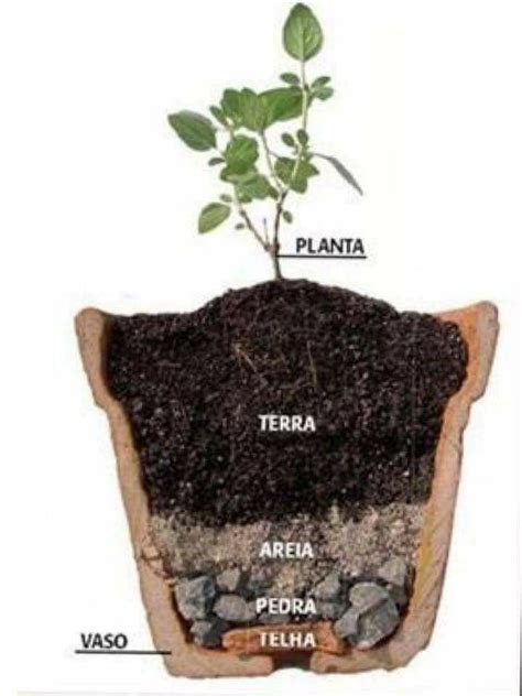 Como Hacer Un Buen Fertilizante Para Tomates Y Como Fertilizar Tomates Artofit