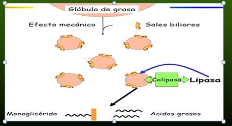 Bioquimica 2do AÑo Oficial DigestiÓn De Lipidos
