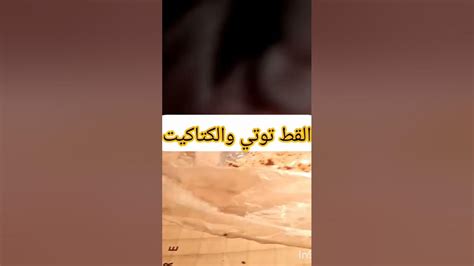 مغامرات قطة شقية مع الكتاكيت جميل جداyoutube Youtube