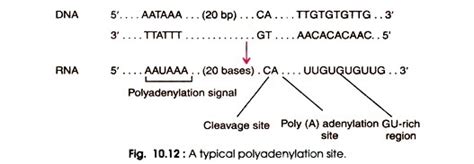 Mrna Structure Definition Functions Types Biology Notes Online
