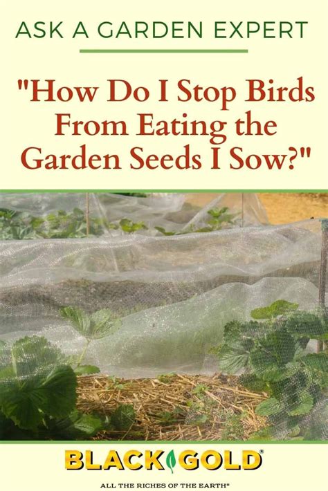 Protect Your Garden Seeds From Birds Effective Methods