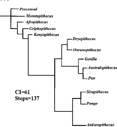 Figure 6 From Restoration Of The Type And Palate Of Ankarapithecus