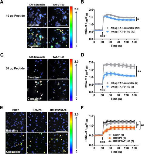 The Kchip3 N Terminal 31 50 Fragment Is Necessary And Sufficient For Download Scientific