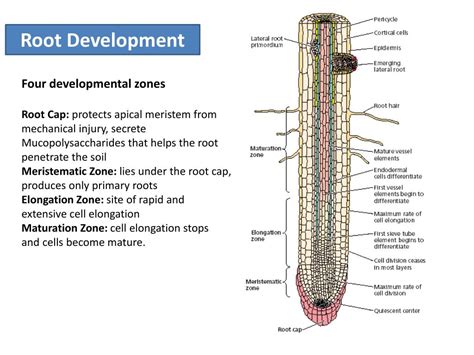 Ppt Plant Physiology Powerpoint Presentation Free Download Id 2013473