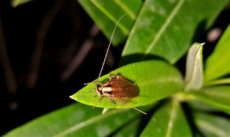 How To Get Rid Of Palmetto Bugs Quickly