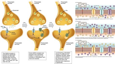Pseudostratified Columnar Epithelium Definition Structure Function