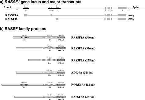 Figure 1 From The Role Of Rassf 1 A Methylation In Cancer Semantic