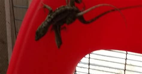 Lizard Love Album On Imgur