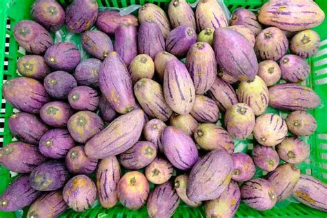 Pepino Melon Nature Ripeness Consumption Ilifeguides