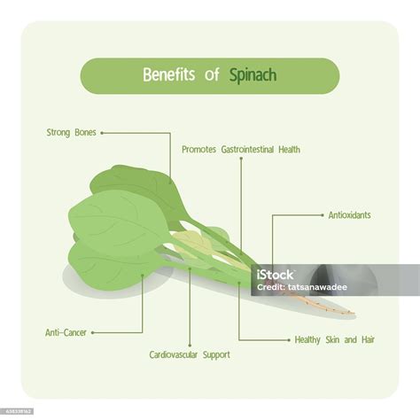 Spinach Infographic Organic Spinach Seeds — Bloomsdale Back To