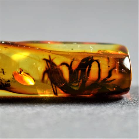 Baltijos Gintaras Su Iškastinių Vabzdžių Inkliuzais Unikalus Grožis
