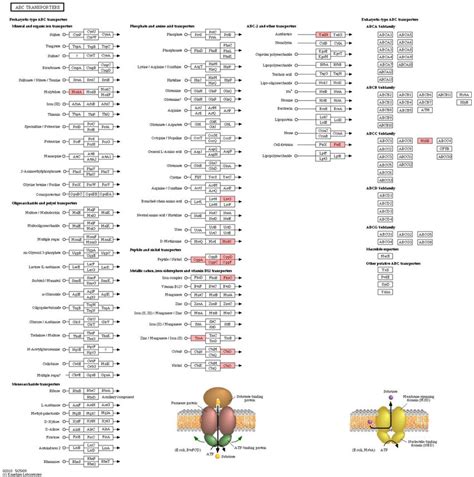 Glycolysis Reaction Formula Download Scientific Diagram