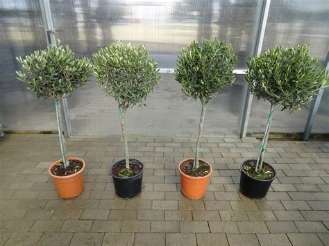 OLIWKA EUROPEJSKA DRZEWKO OLIWNE NA PNIU 130 Cm 7888245430