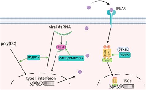 赣南医学院朱惠芳等发表parps在天然免疫中最新研究进展的综述in