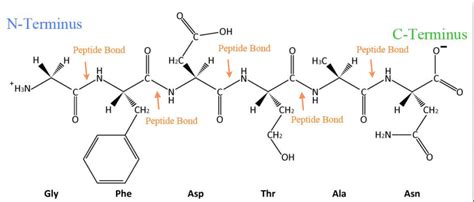 Common Structure Of Polypeptide Download Scientific Diagram