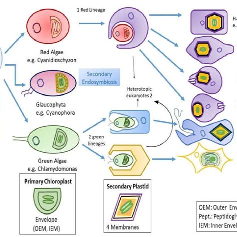 The Key Steps In Bioengineered Green Algae Production Adapted From