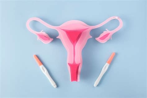 Free Photo Female Reproductive System Flat Lay