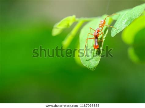 Kerengga Antlike Jumper Myrmarachne Plataleoides Stock Photo 1187098855