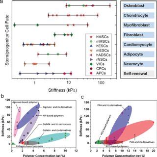 The Role Of Piezo Proteins And Cellular Mechanosensing In Tuning The