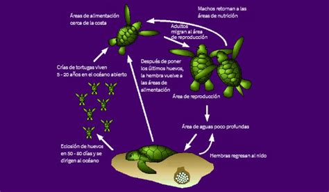 Ciclo De Vida De La Tortuga