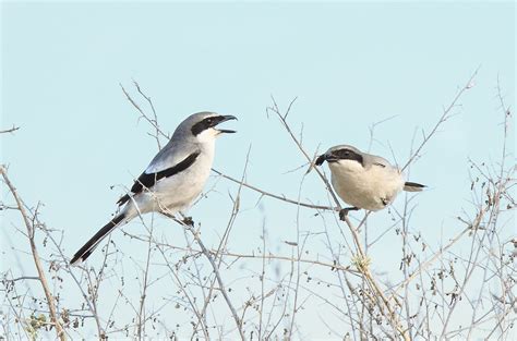 Loggerhead Shrike Audubon Field Guide