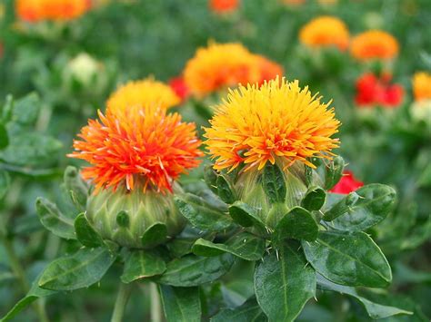山形県の花！紅花のお祭りをご紹介します！ ｜ 卵を使ったレシピ情報が満載！スタッフブログ