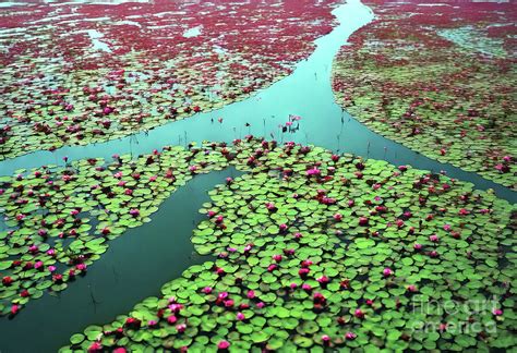 There Paths Large Nakhon Sightseeing Boat Swamp Swamp Sawan Lea