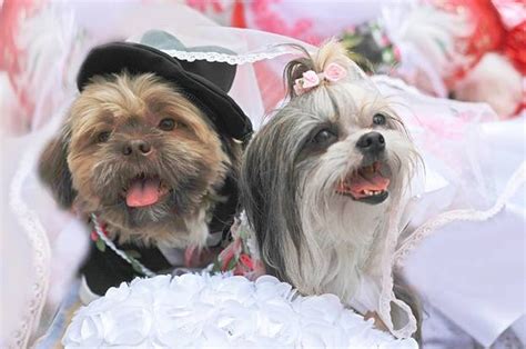 Puppies Getting Married
