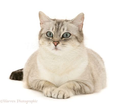 Pregnant Cat Photo Wp28982