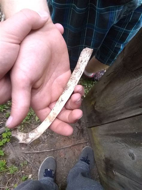 Wierd Bone Found In Abandoned House What Does It Belong To R
