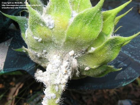 Garden Pests And Diseases Mealybug Scale Fungus 1 By Mollymc