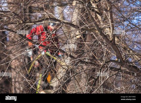 Arborist Tree Surgeon Cutting Tree Branches With Chainsaw Lumberjack Woodcutter In Uniform