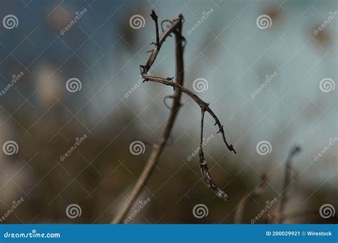 Macro Shot Of A Snapped Tree Branch With A Dry Foliage Stock Image