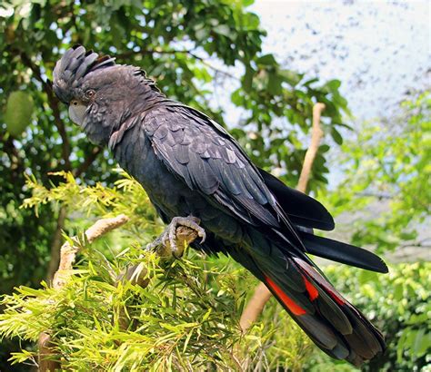 Elvis The Red Tailed Black Cockatoo Wildlife Habitat